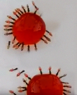 Vampire Ant | Fanon Wiki | Fandom