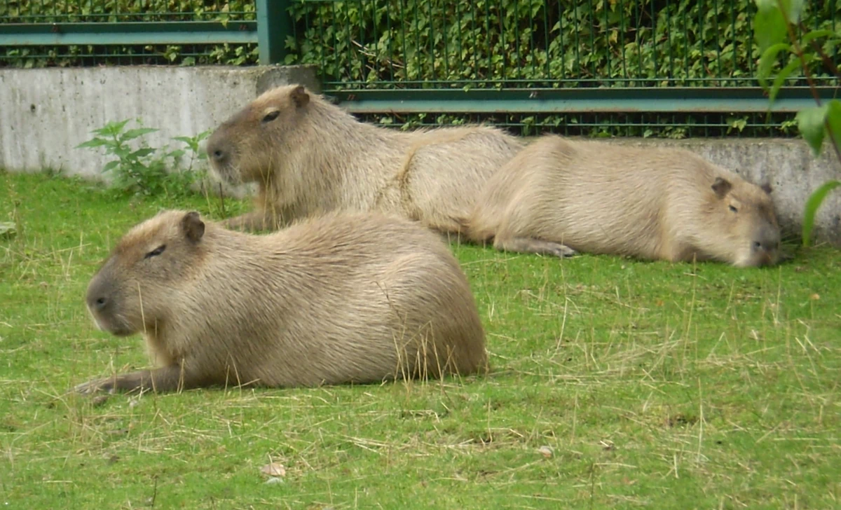 Northern Capybara | Fanon Wiki | Fandom