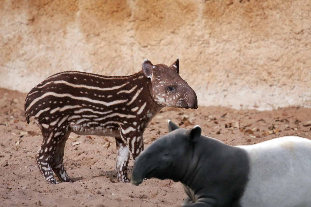 Striped Tapir | Fanon Wiki | Fandom