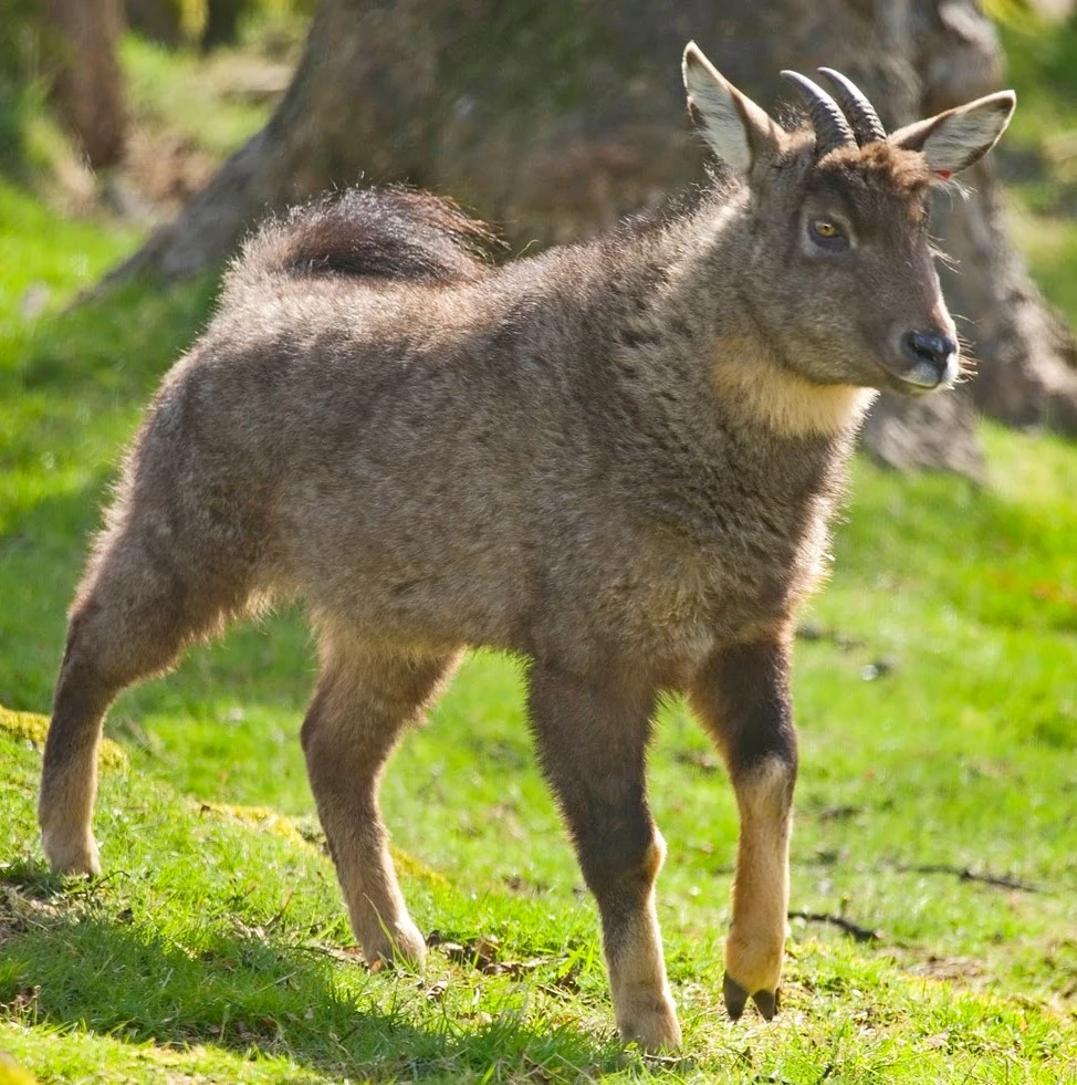 American goral (SciiFii) | Fanon Wiki | Fandom