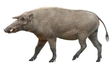 Kubanochoerus (SciiFii) | Fanon Wiki | Fandom