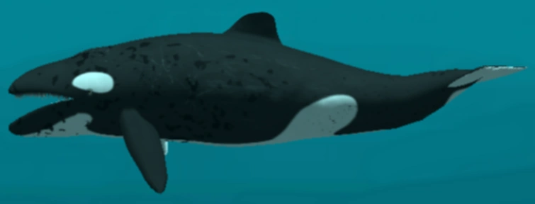 Orcine right whale (SciiFii) | Fanon Wiki | Fandom