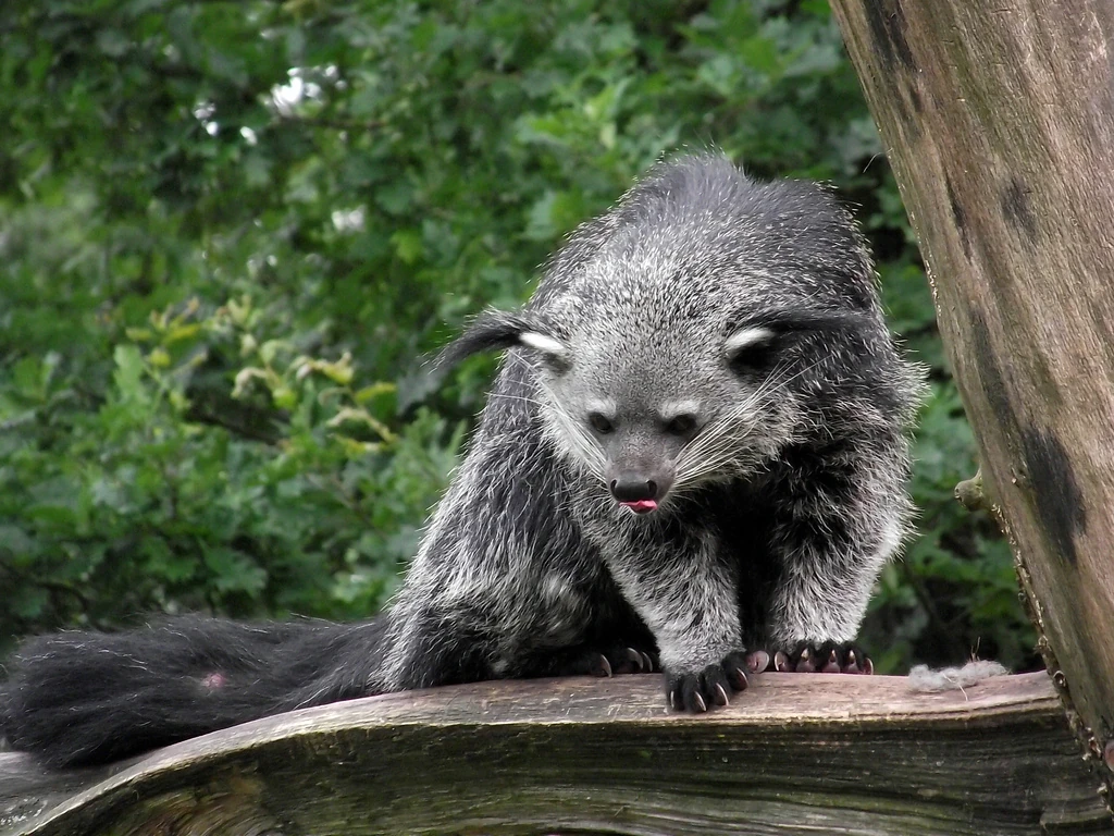 North American Binturong | Fanon Wiki | Fandom