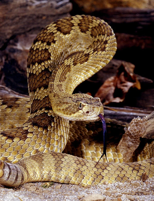 Xianga | Fanon Wiki | Fandom