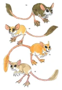 Feather-Footed Shrew | Fanon Wiki | Fandom