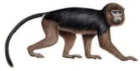 Dolichopithecus (SciiFii) | Fanon Wiki | Fandom