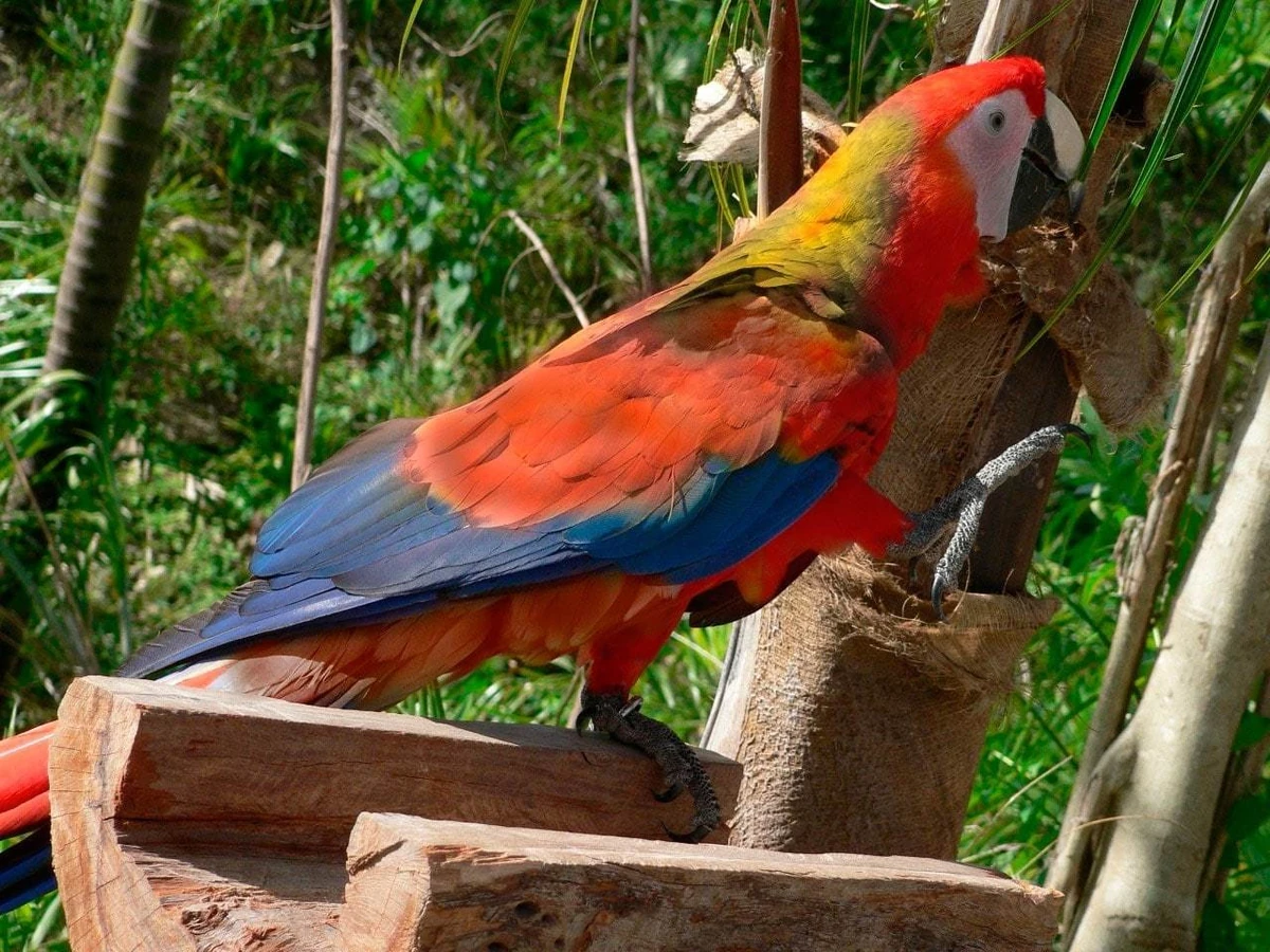Cuban macaw (SciiFii) | Fanon Wiki | Fandom