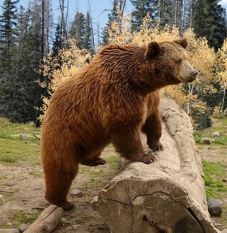 California grizzly bear (SciiFii) | Fanon Wiki | Fandom