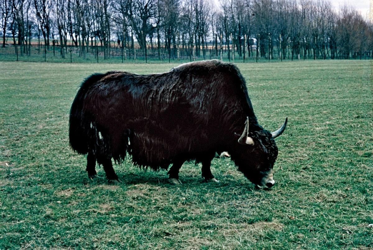 European Yak | Fanon Wiki | Fandom
