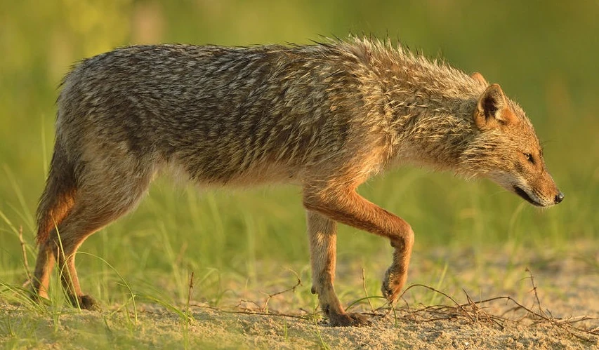 American golden jackal (SciiFii) | Fanon Wiki | Fandom