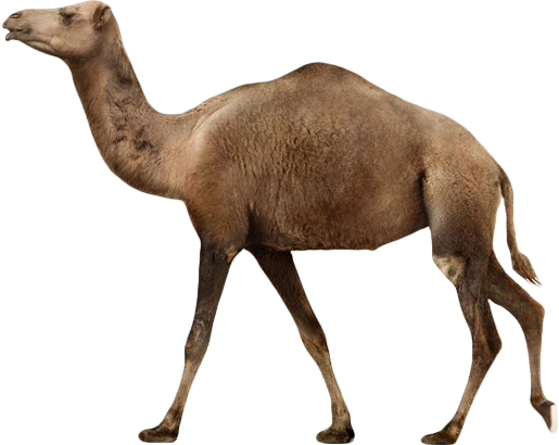 Camelops (SciiFii) | Fanon Wiki | Fandom