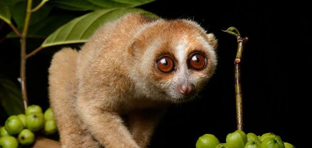 European Loris | Fanon Wiki | Fandom