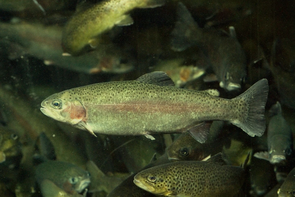 Great Lake Trout | Fanon Wiki | Fandom