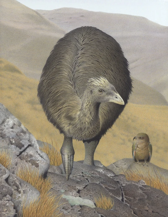Crested moa (SciiFii) | Fanon Wiki | Fandom