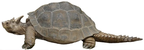 Meiolania (SciiFii) | Fanon Wiki | Fandom