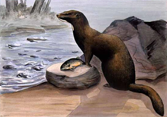 Sea mink (SciiFii) | Fanon Wiki | Fandom