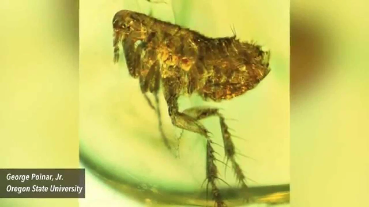 Bee Flea | Fanon Wiki | Fandom