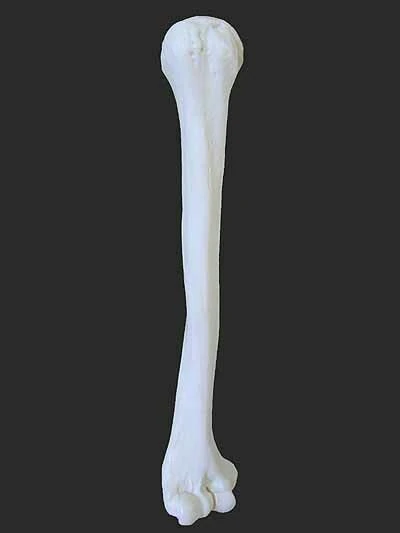 Lowland Dylanus | Fanon Wiki | Fandom