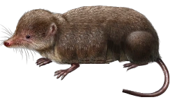 Pire | Fanon Wiki | Fandom