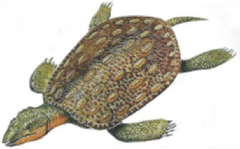 Placochelys (SciiFii) | Fanon Wiki | Fandom