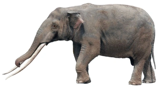 Cuvieronius (SciiFii) | Fanon Wiki | Fandom