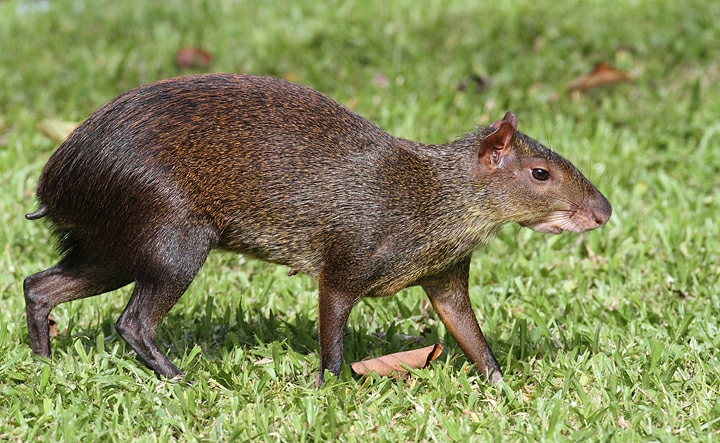 North American Agouti | Fanon Wiki | Fandom