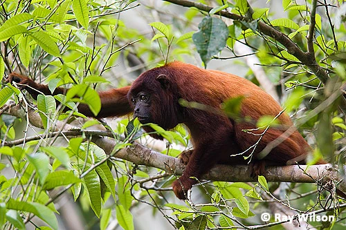 Scottish Red Howler | Fanon Wiki | Fandom