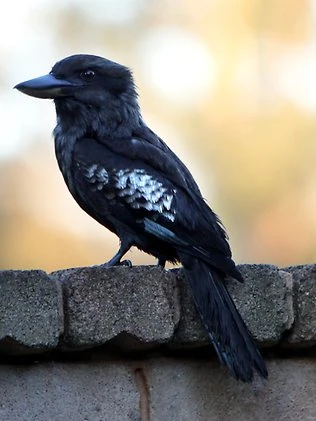 Nightwing (Bird Species) | Fanon Wiki | Fandom