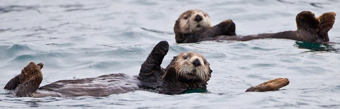 North Atlantic sea otter (SciiFii) | Fanon Wiki | Fandom