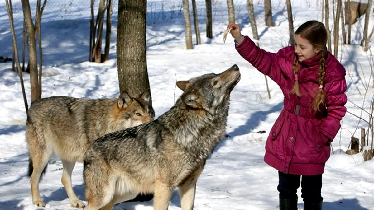 Domestic Gray Wolf | Fanon Wiki | Fandom