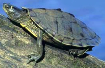 California map turtle (SciiFii) | Fanon Wiki | Fandom