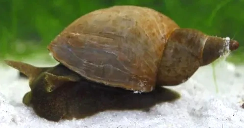Giant pond snail (SciiFii) | Fanon Wiki | Fandom