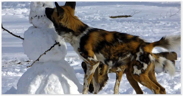 Domestic Cape Dog | Fanon Wiki | Fandom