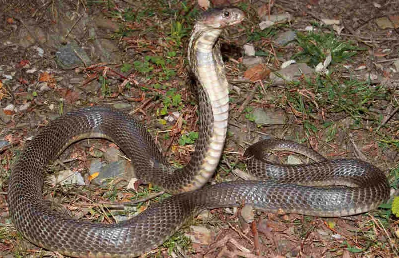 North American cobra (SciiFii) | Fanon Wiki | Fandom