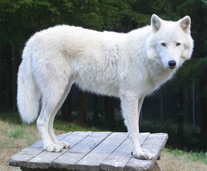Scottish Wolf | Fanon Wiki | Fandom