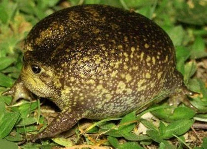 North American rain frog (SciiFii) | Fanon Wiki | Fandom