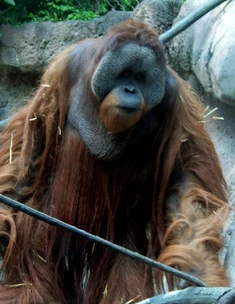 African Orangutan | Fanon Wiki | Fandom