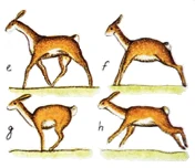 Rabbuck | Fanon Wiki | Fandom