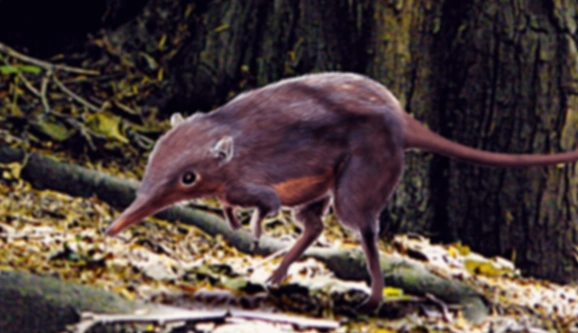 Leptictidium (SciiFii) | Fanon Wiki | Fandom