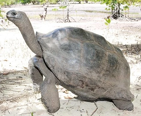 Aldabrachelys abrupta (SciiFii) | Fanon Wiki | Fandom