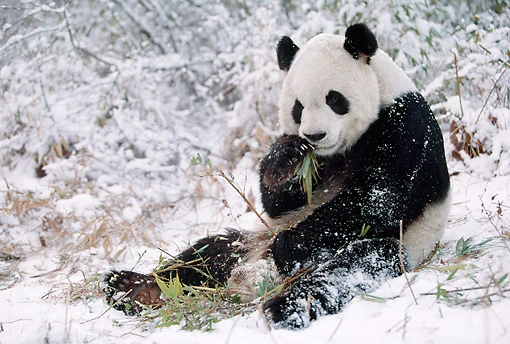 Canadian Giant Panda | Fanon Wiki | Fandom