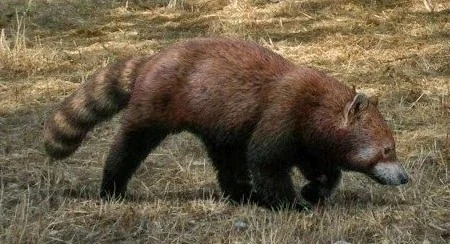 Magerictis (SciiFii) | Fanon Wiki | Fandom