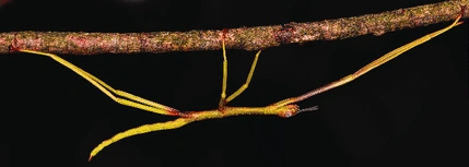 American rainbow stick insect (SciiFii) | Fanon Wiki | Fandom