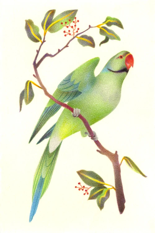 Seychelles parakeet (SciiFii) | Fanon Wiki | Fandom