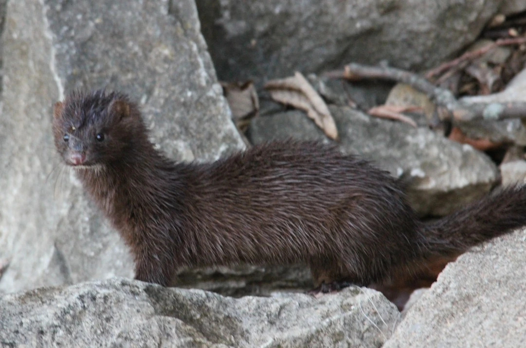 Marine Mink | Fanon Wiki | Fandom