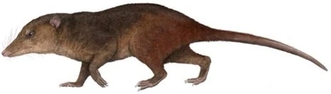 Megazostrodon (SciiFii) | Fanon Wiki | Fandom