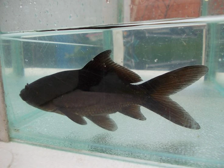 Common Blackfish | Fanon Wiki | Fandom