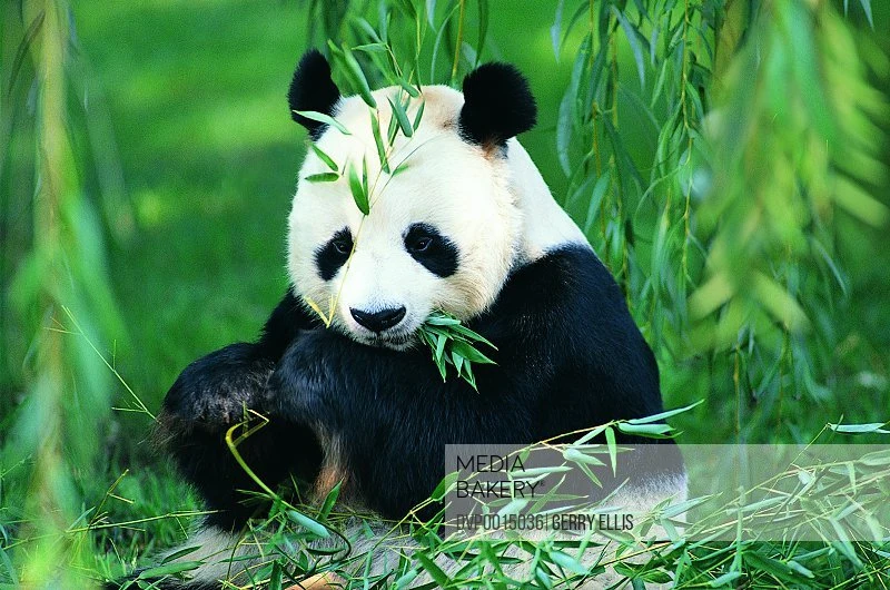 Scottish Panda | Fanon Wiki | Fandom