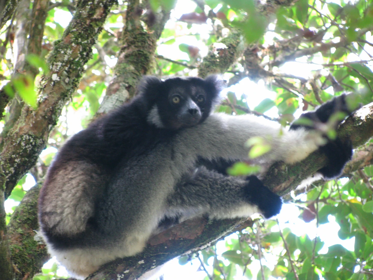California Lemur Disaster | Fanon Wiki | Fandom