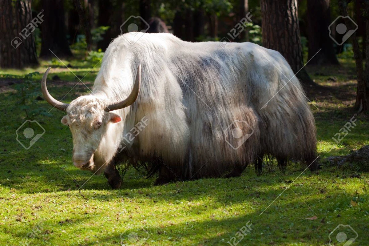 Scandinavian yak | Fanon Wiki | Fandom